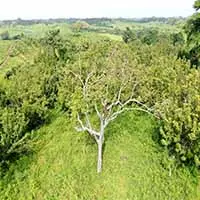 Home of Essential Botanical Farms and Forests